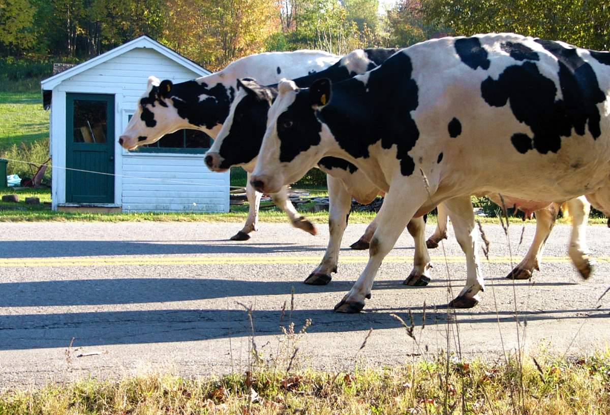 Gypsy Day: what to look out for on the roads