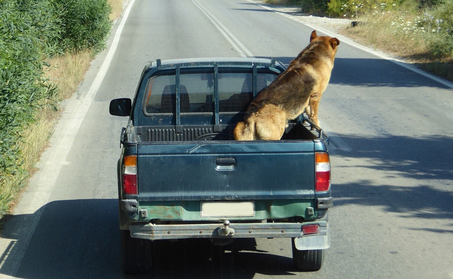 How to transport pets